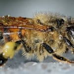 50 Shocking Facts About Honey Bees | School Of Bees