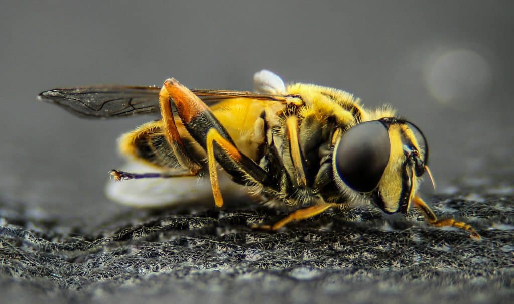 Can Bees Kill Humans? – School Of Bees