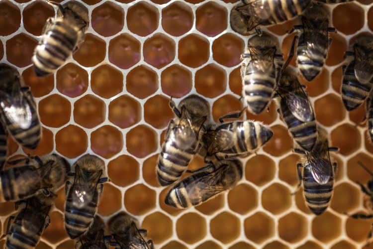 How Do Bees Make Hexagons A Simple Answer School Of Bees how-do-bees-make-hexagons-a-simple-answer-school-of-bees