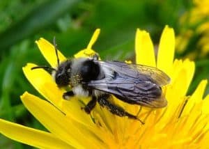 The Color of Bees! – School Of Bees