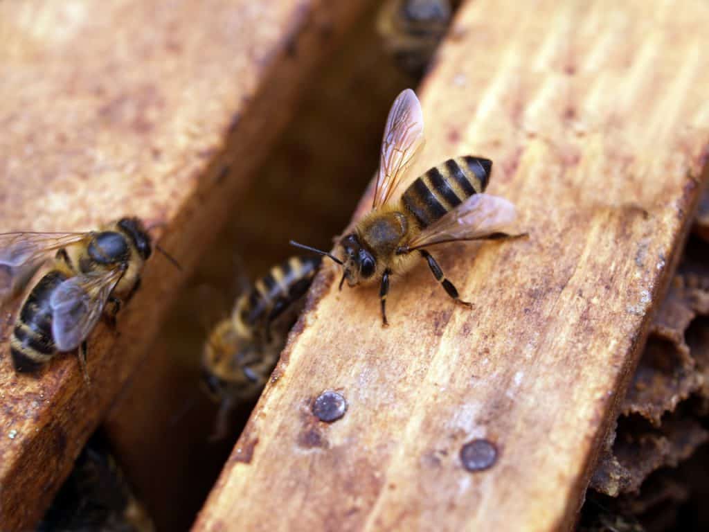 How is Labor Divided in a Colony of Honey Bees? – School Of Bees