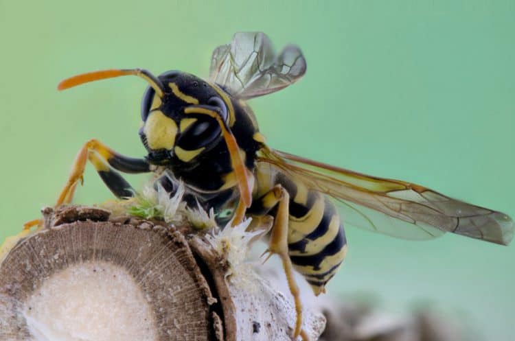 What Can Bees and Yellow Jackets Chew Through? | School Of Bees