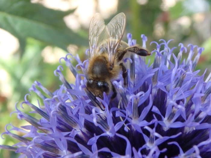 How to Identify A Honey Bee Using A Wing Vein – School Of Bees