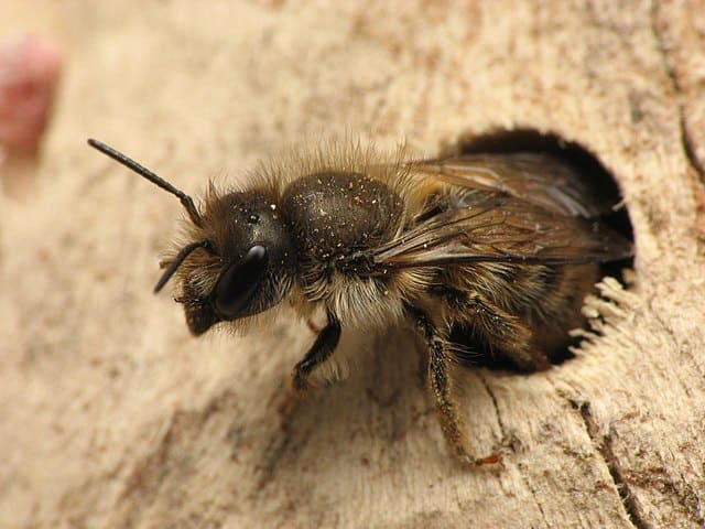 Do Mason Bees Cause Damage? – School Of Bees