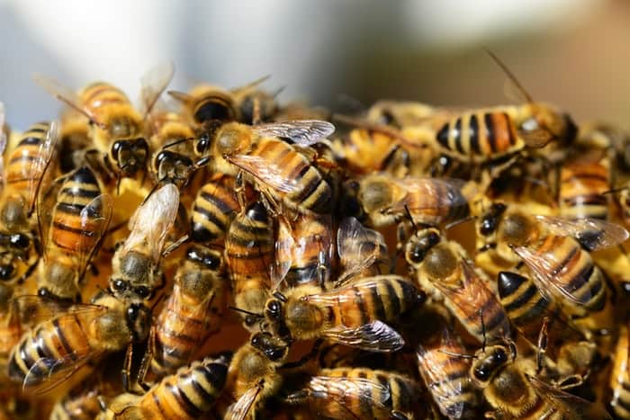 How Dangerous Are Killer Bees? Compared To Other Bees And Wasps ...